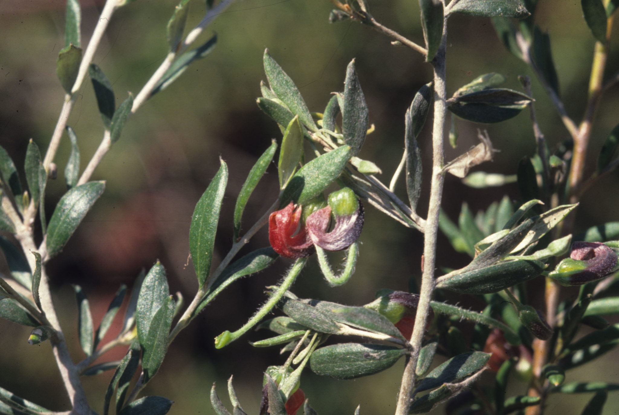 Grevillea arenaria | Australian Plants Society