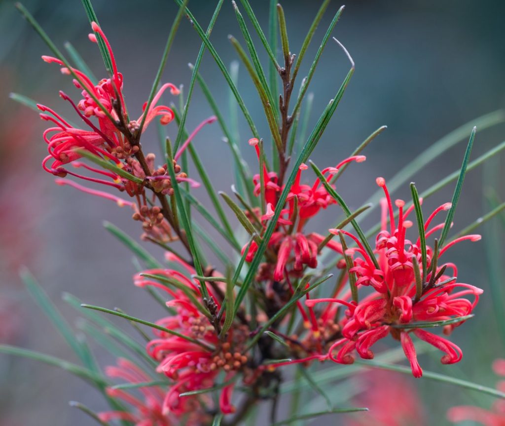 Grevillea dimorpha Flame Grevillea RMBG | Australian Plants Society