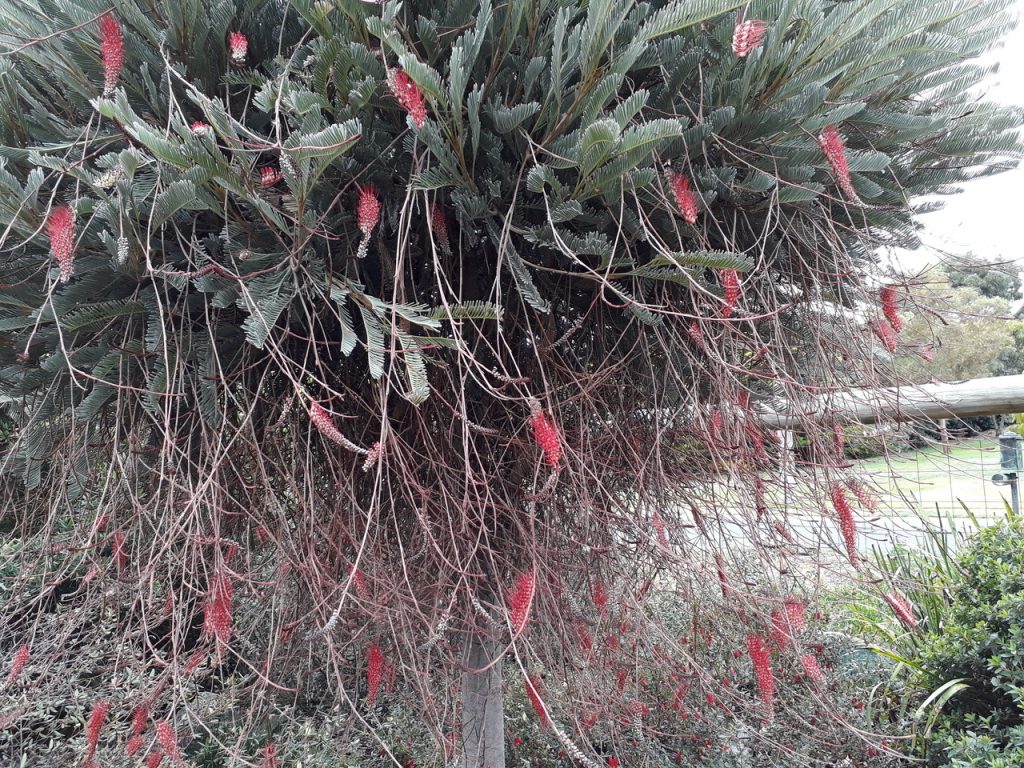 Grevilleas for pots and small gardens – talk by Peter Olde | Australian ...