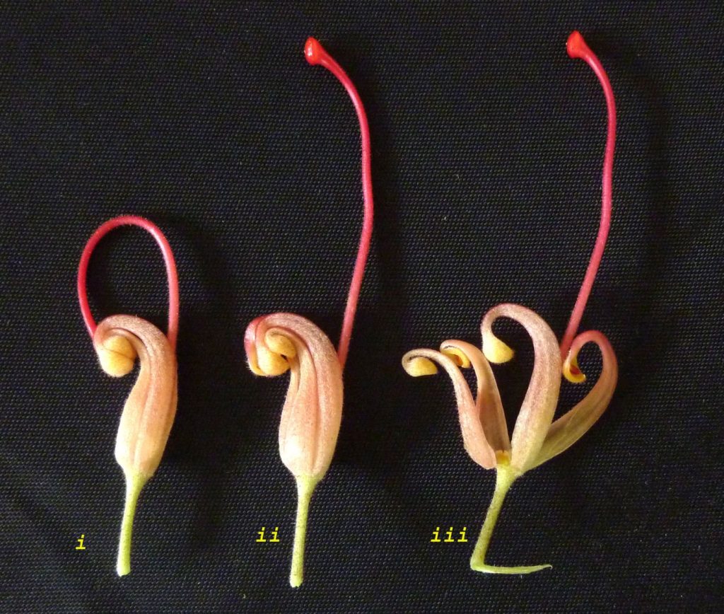 Grevillea flower stages i,ii,iii | Australian Plants Society