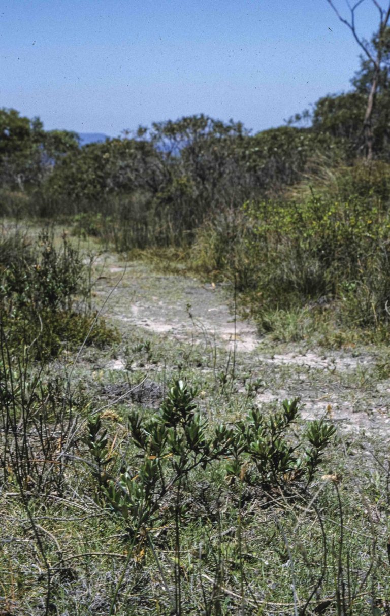 Grevillea imberbis | Australian Plants Society