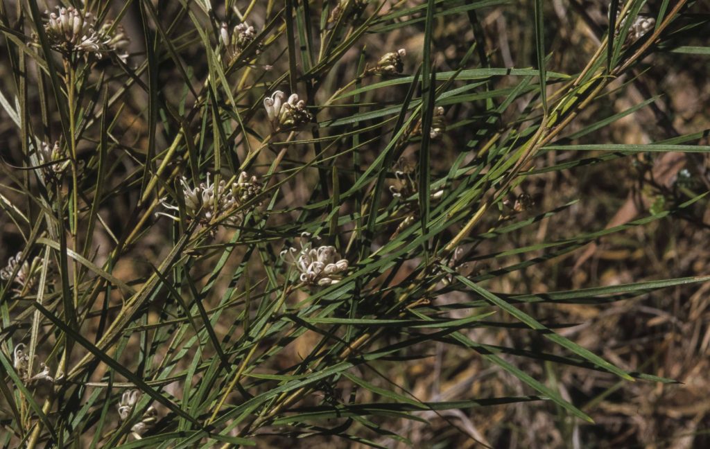 Grevillea linearifolia | Australian Plants Society