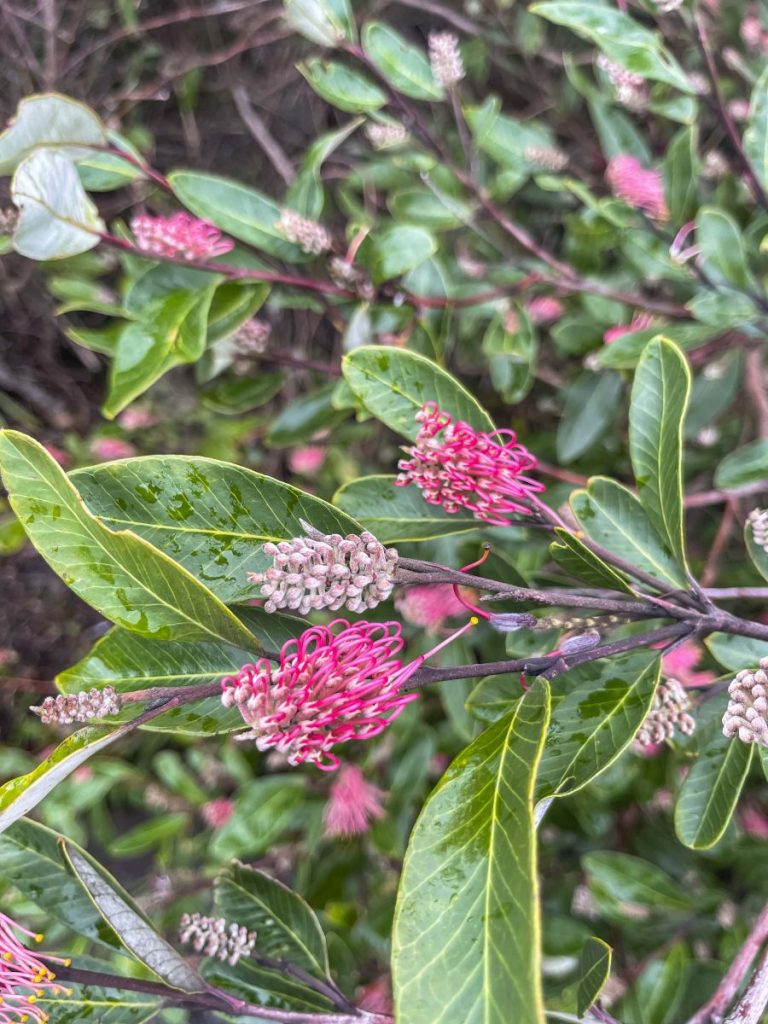 Grevillea macleayana, Beecroft Peninsular, image H Miles -IMG_8122 ...