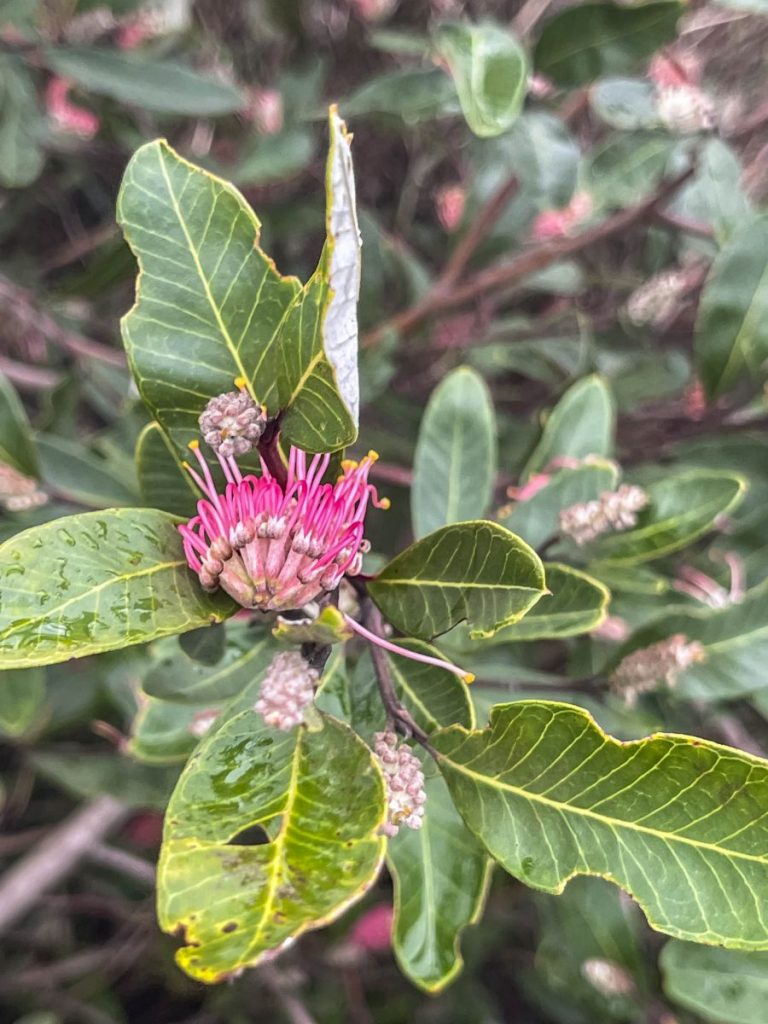 Grevillea macleayana, Beecroft Peninsular, image H Miles -IMG_8125 ...