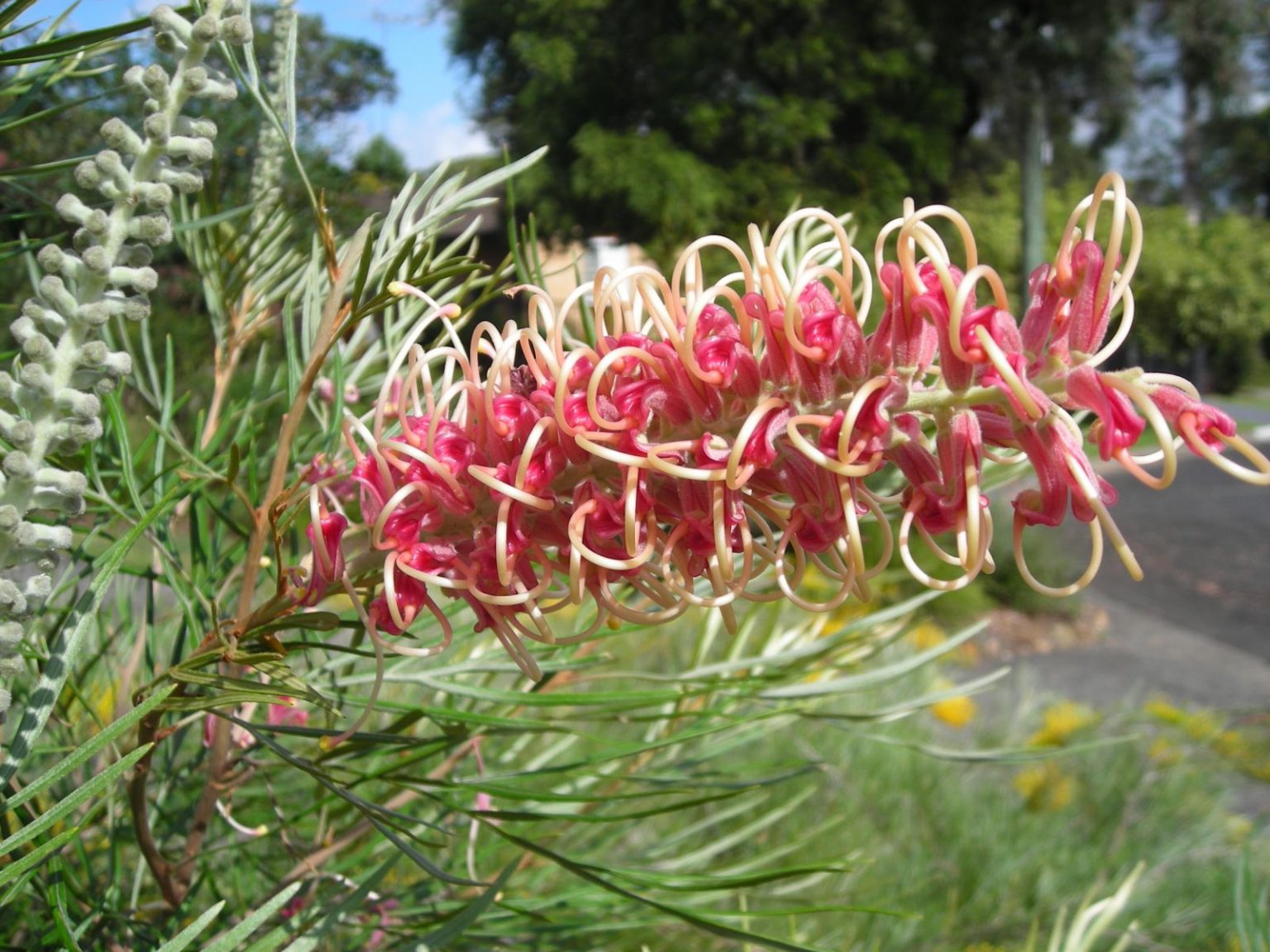 Grevillea majestic flower and new spike | Australian Plants Society