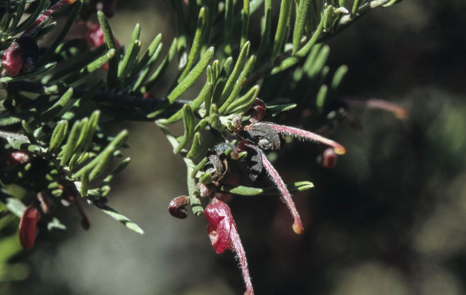 Grevillea obtusiflora ssp fecunda | Australian Plants Society