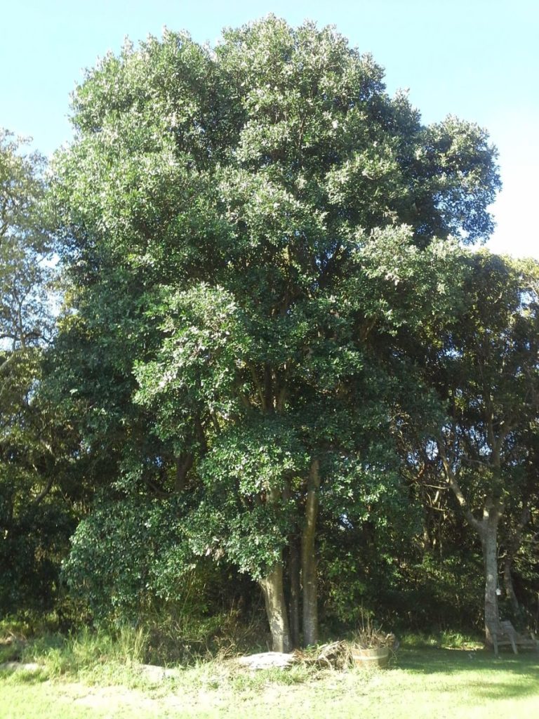 Guioa (Guioa semiglauca) | Australian Plants Society