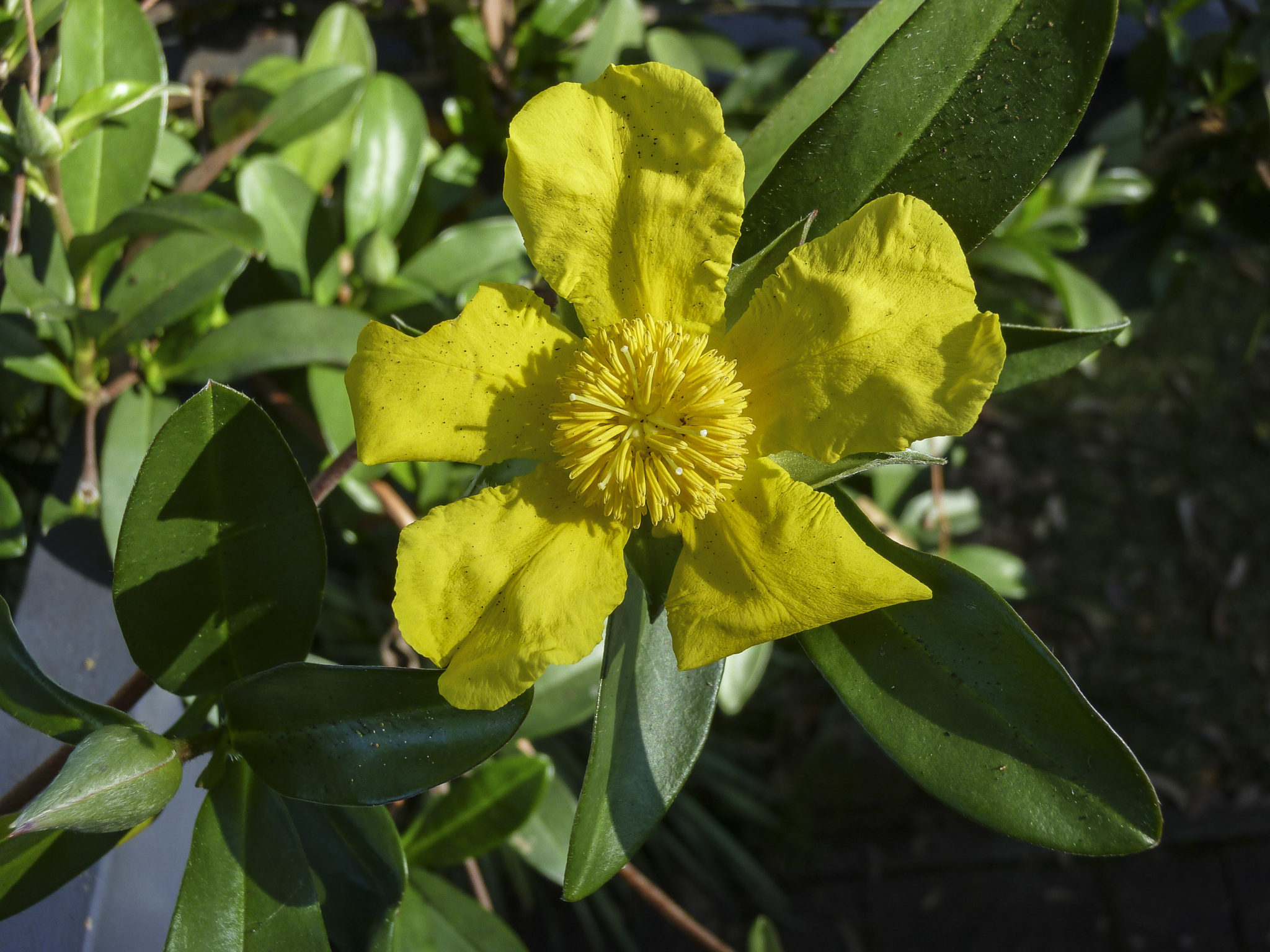 Hibbertia scandens | Australian Plants Society