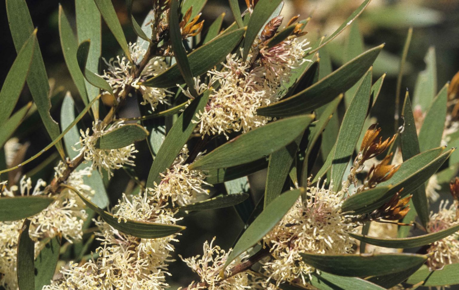 Hakea dactyloides | Australian Plants Society