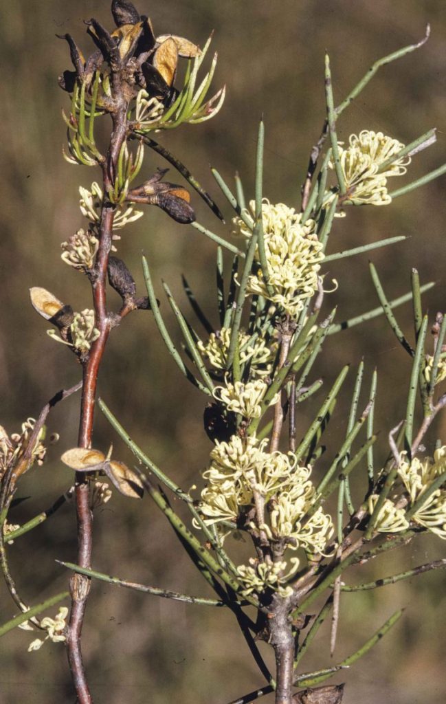 Hakea microcarpa | Australian Plants Society