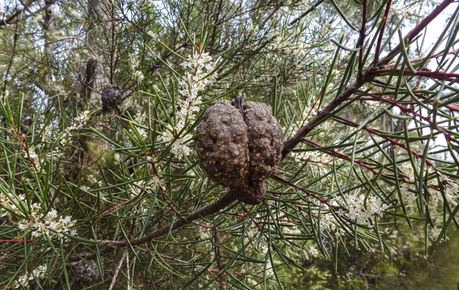 Hakea propinqua | Australian Plants Society