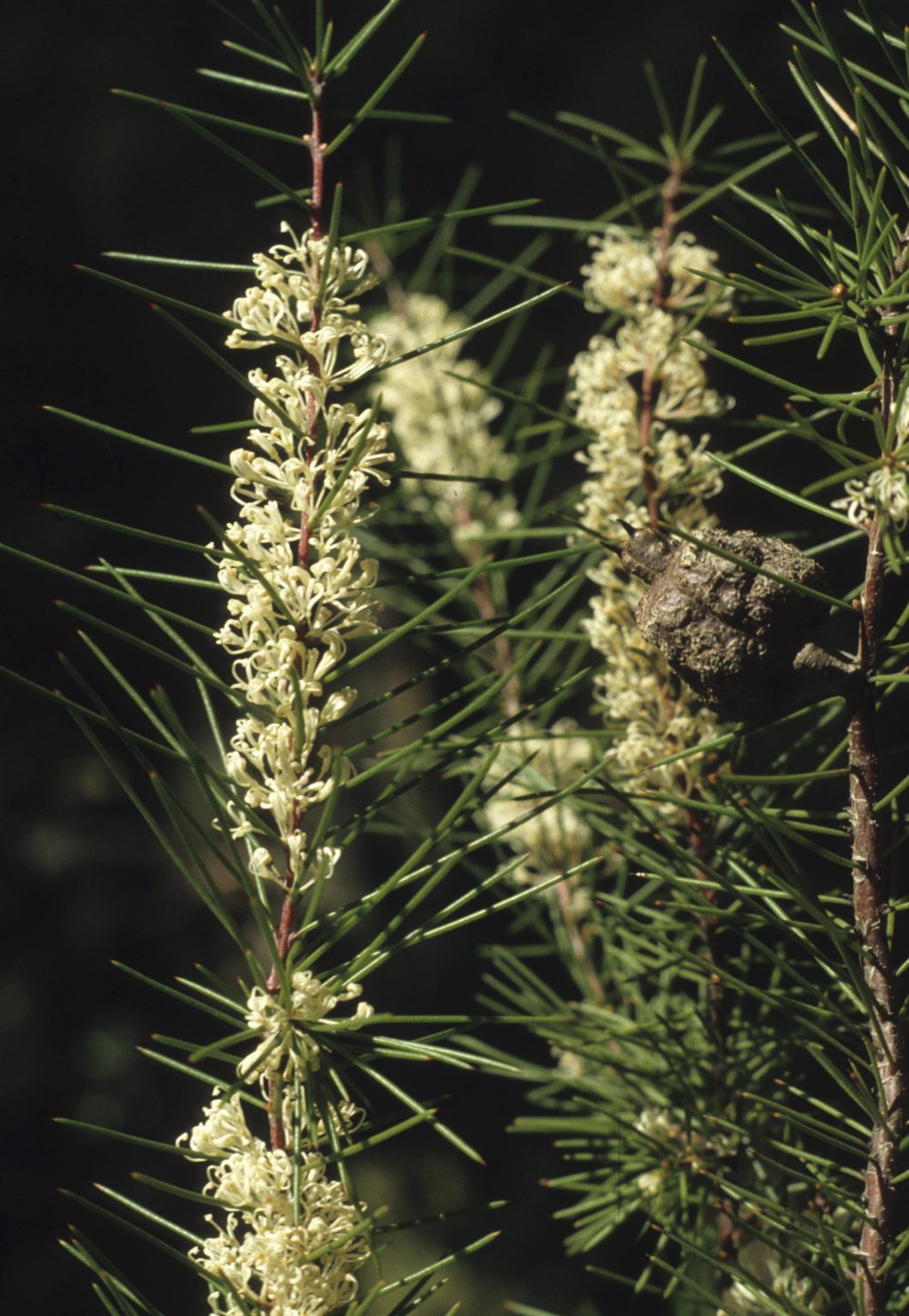 Hakea sericea | Australian Plants Society