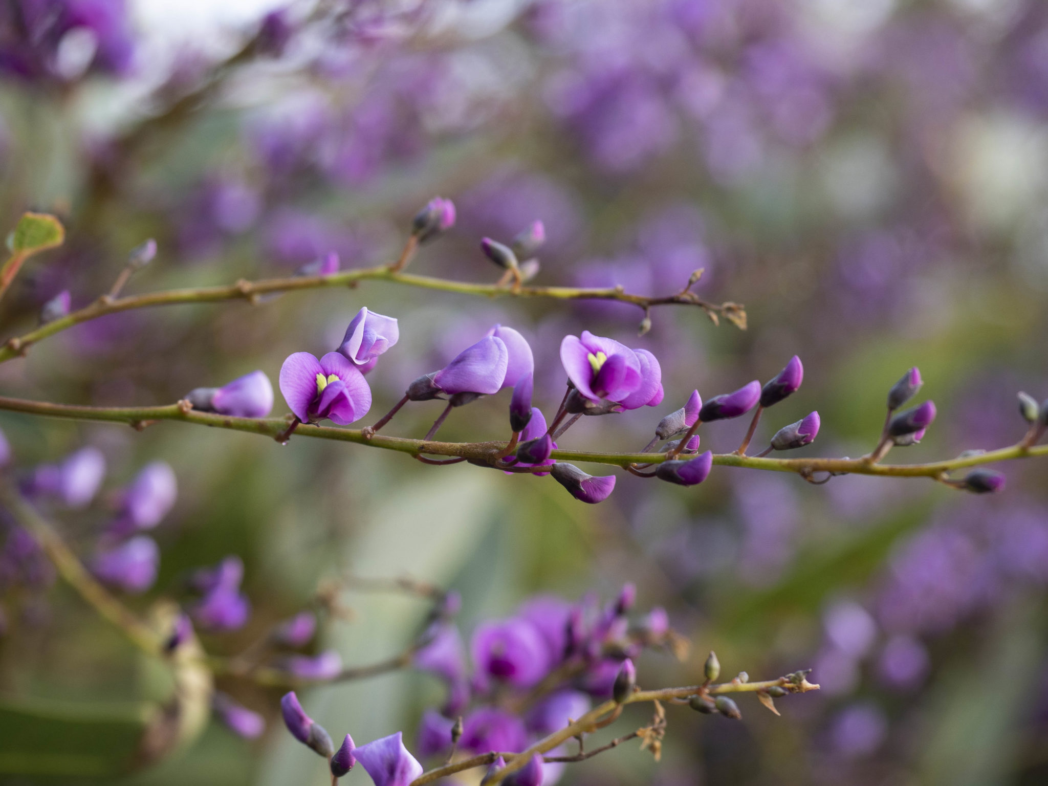 Hardenbergia violacea | Australian Plants Society