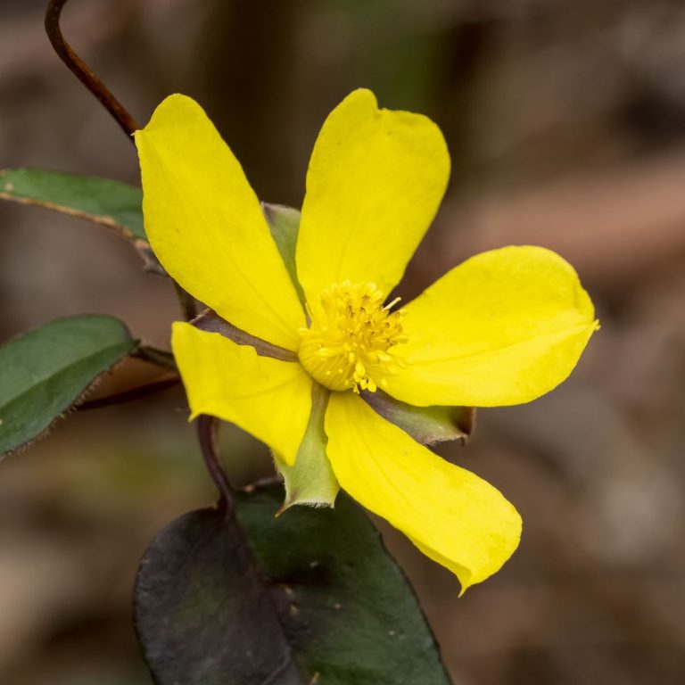 Identifying native plants | Australian Plants Society