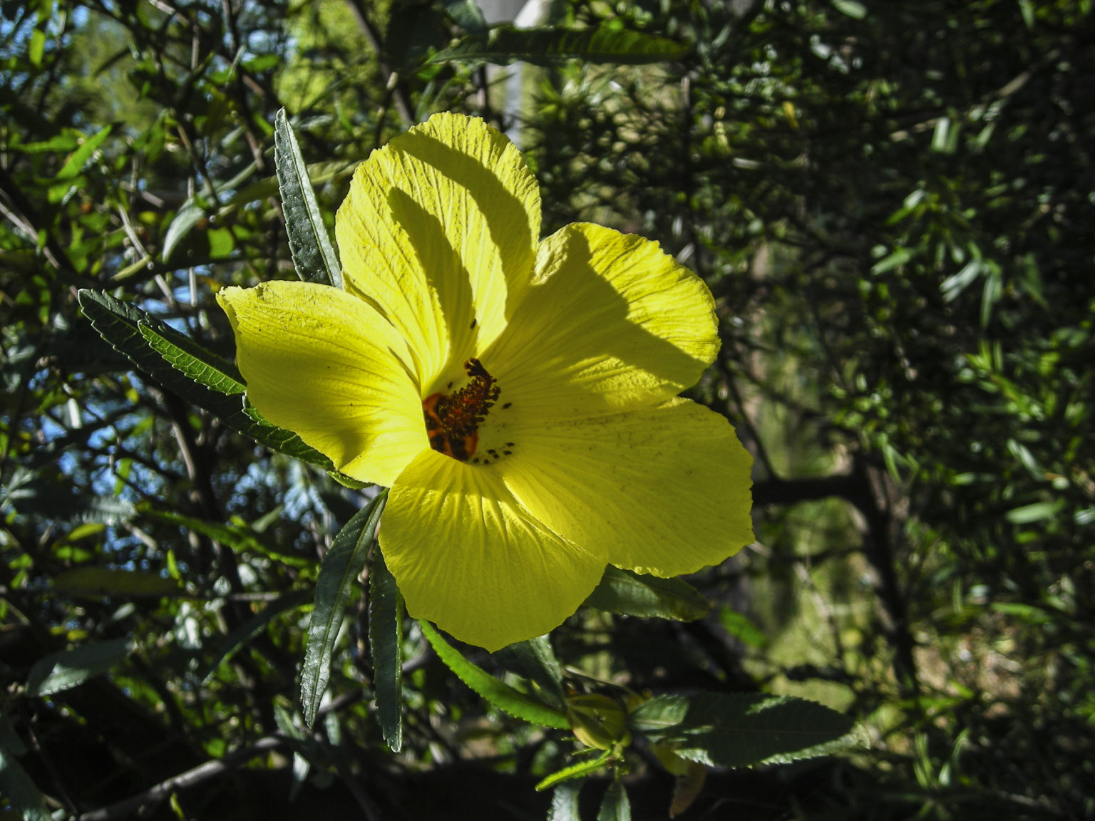 Hibiscus divaricatus ‘Gold Haze’ | Australian Plants Society