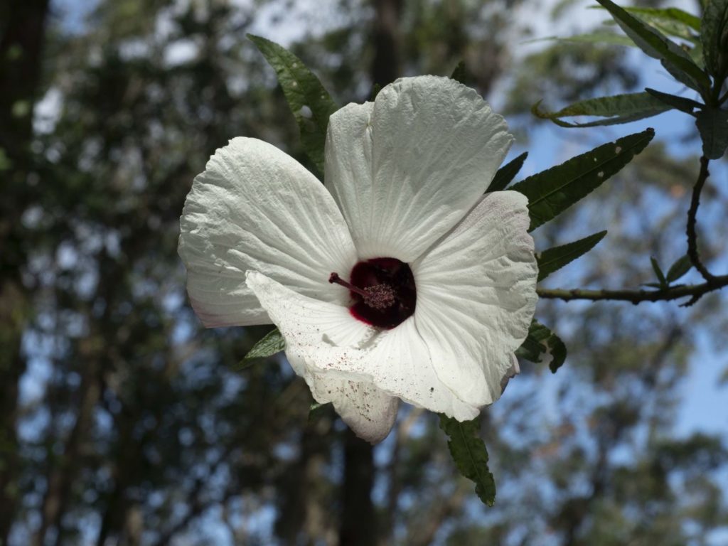 Recipes for Bush foods by Colleen and Geoff Keena | Australian Plants ...