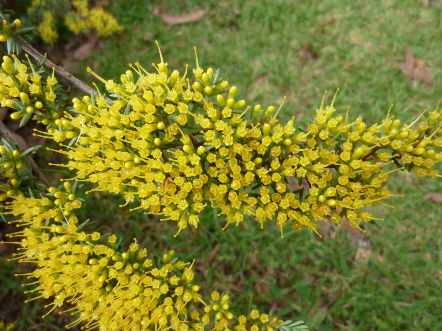 Homoranthus prolixus | Australian Plants Society