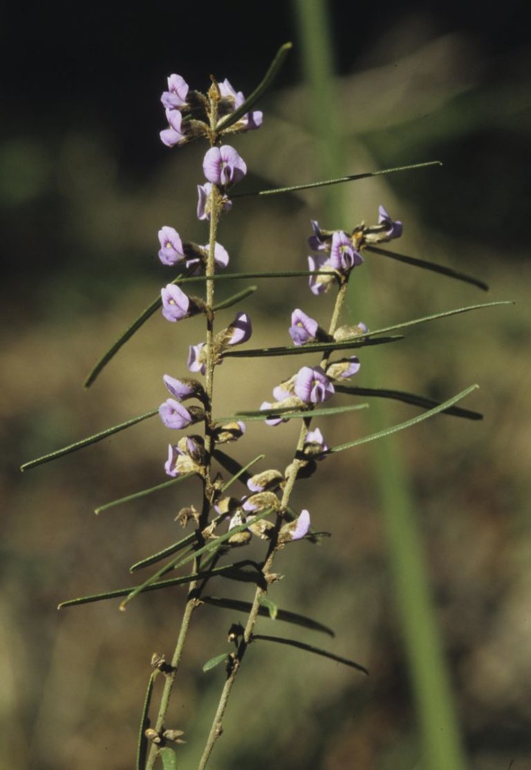 Hovea linearis | Australian Plants Society