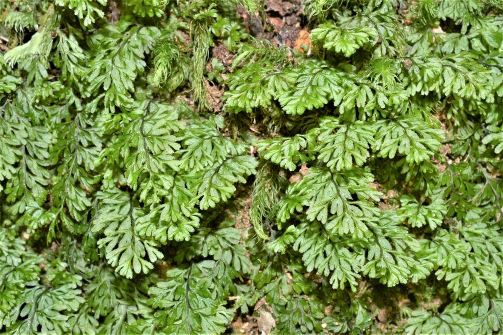 Ferns of the Southern Sydney Basin | Australian Plants Society