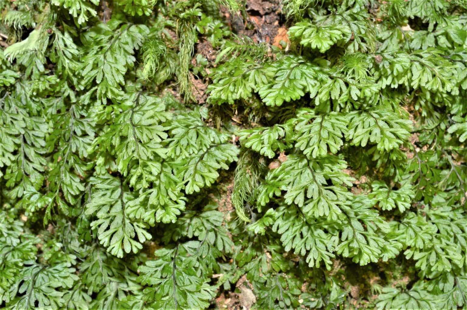 Ferns of the Southern Sydney Basin | Australian Plants Society