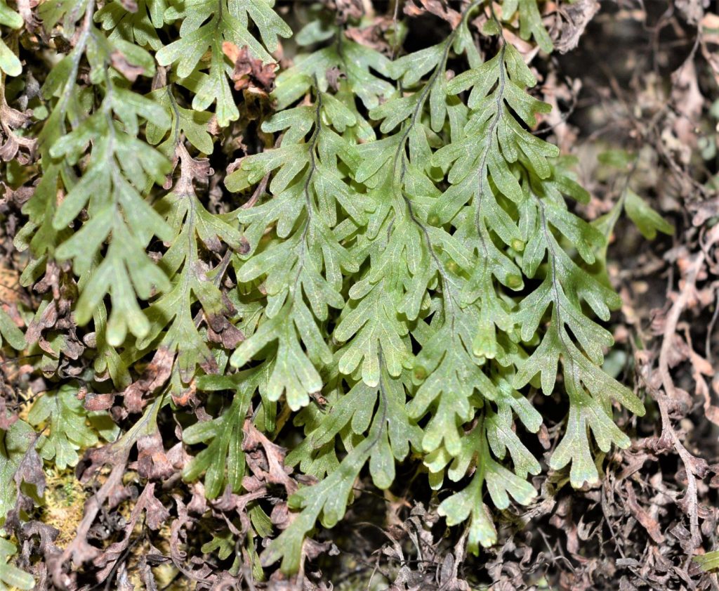 Ferns of the Southern Sydney Basin | Australian Plants Society