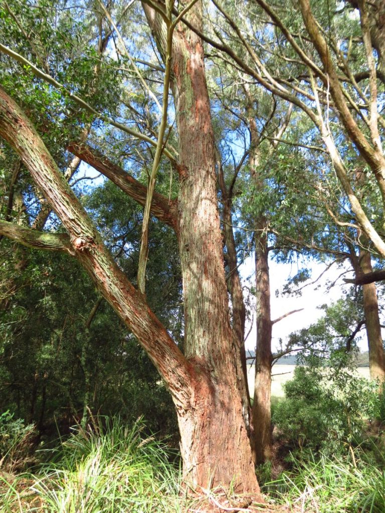 Eucalyptus fastigata | Australian Plants Society