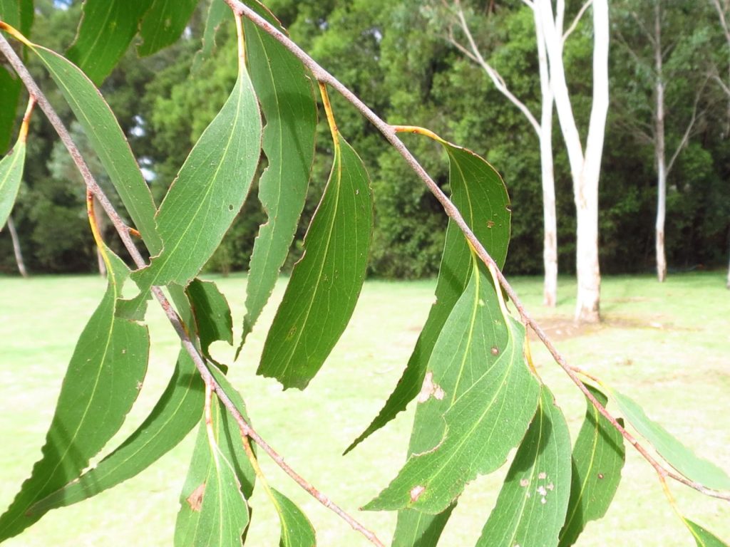 Eucalyptus fastigata | Australian Plants Society