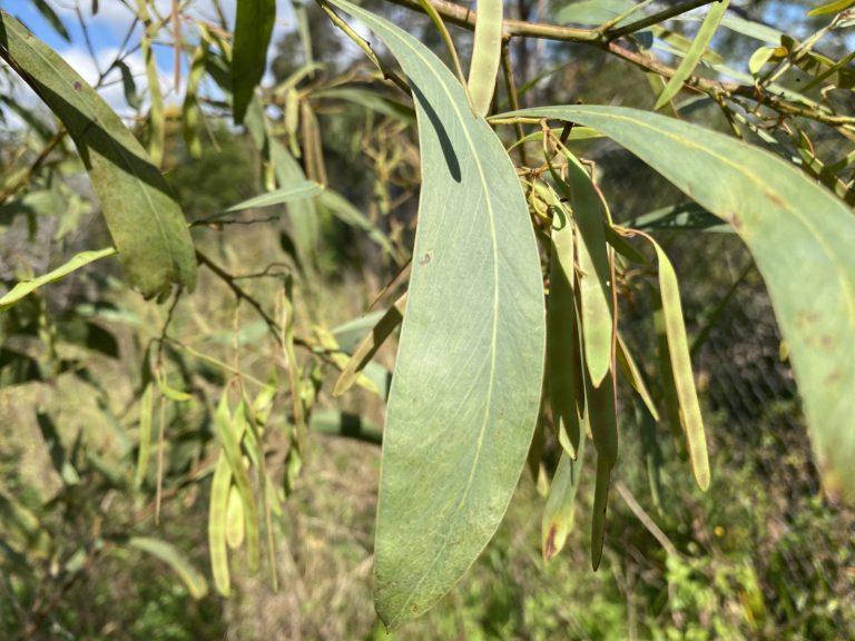 Acacia falcata | Australian Plants Society