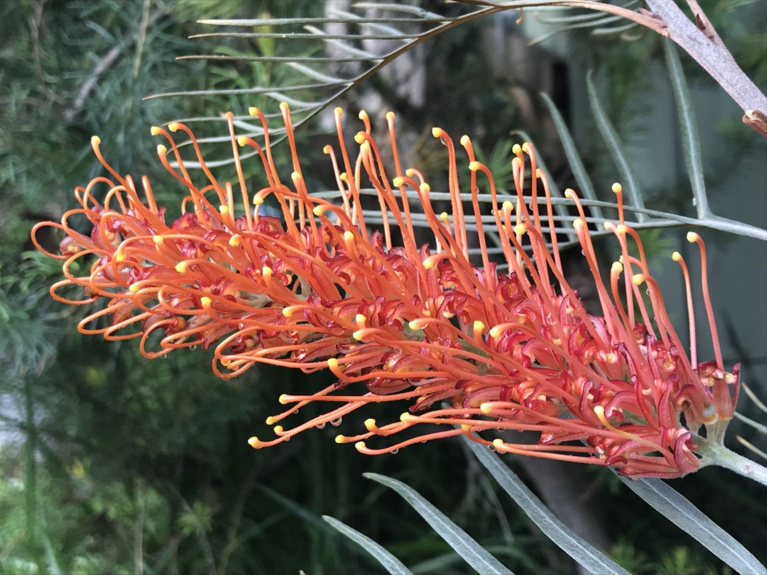 Grevillea ‘Sunset Splendour’ (‘Sunset Bronze’) | Australian Plants Society