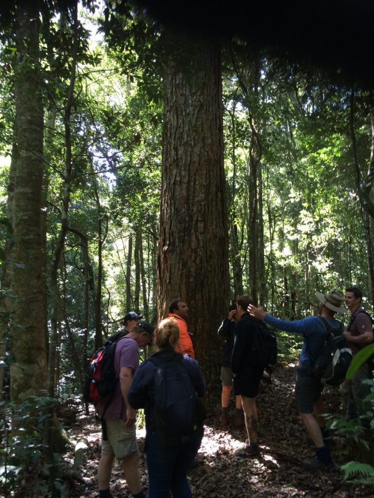 Syncarpia glomulifera | Australian Plants Society