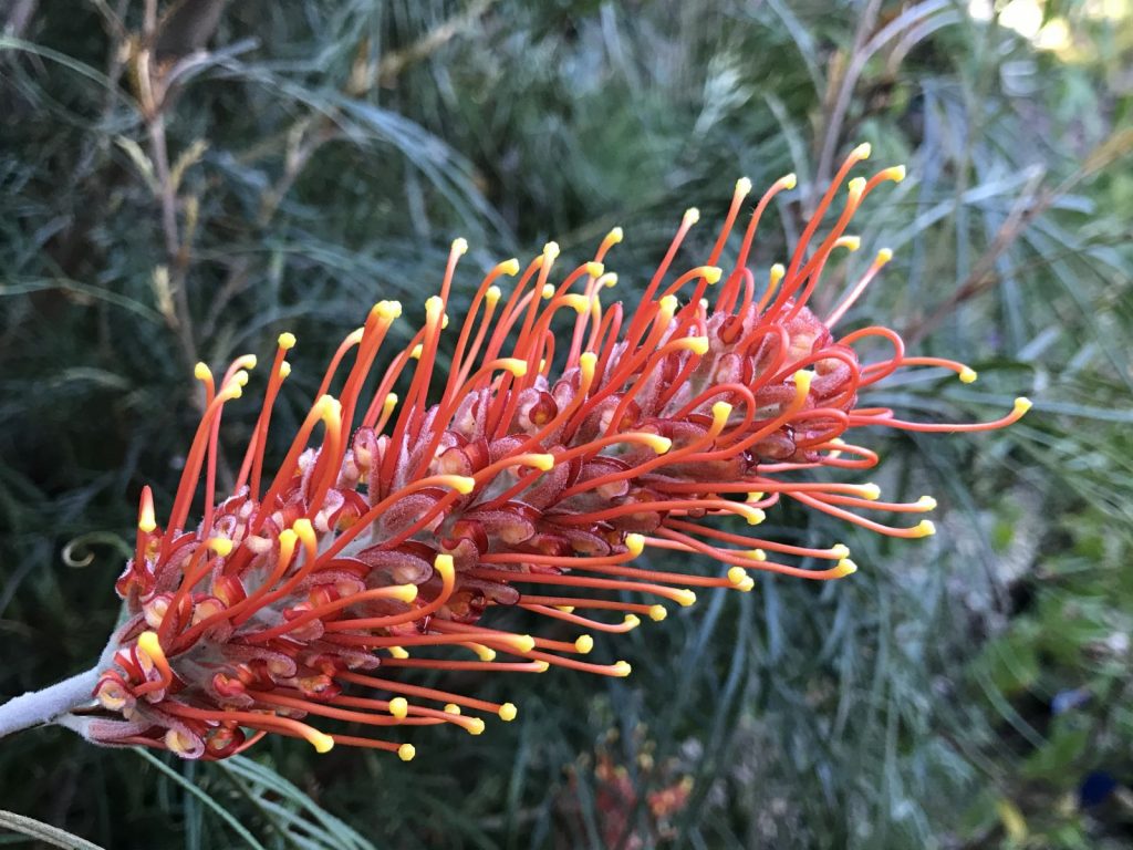 Grevillea ‘Sunset Splendour’ (‘Sunset Bronze’) | Australian Plants Society