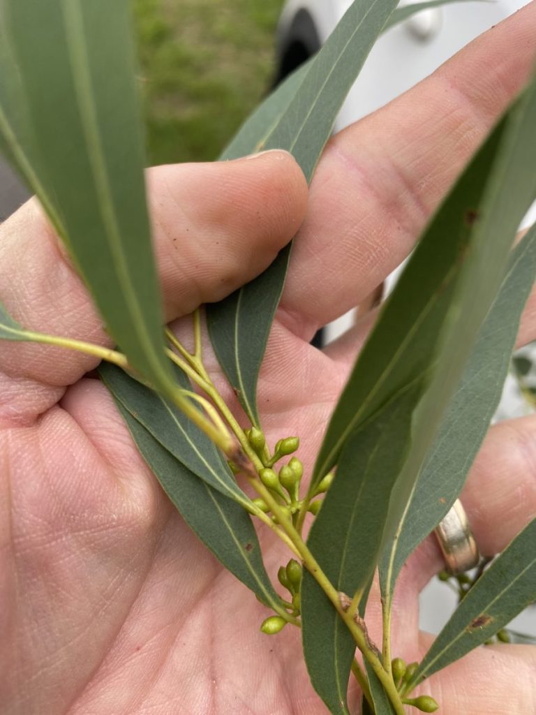 IMG_5714 | Australian Plants Society
