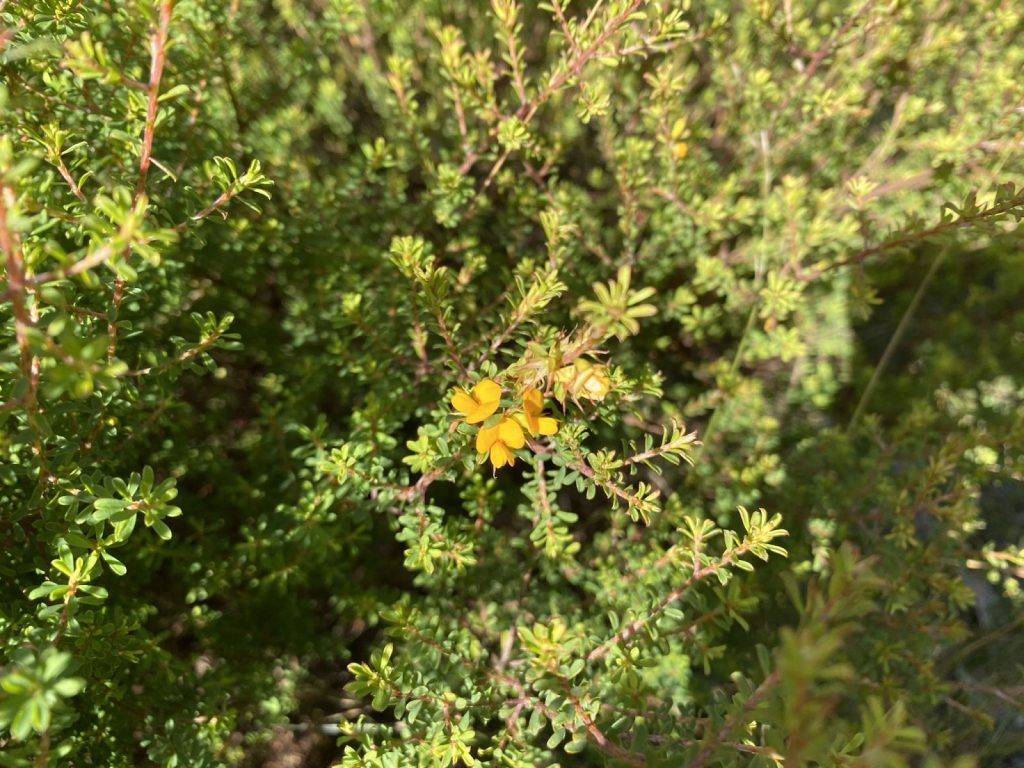 Pultenaea parviflora | Australian Plants Society