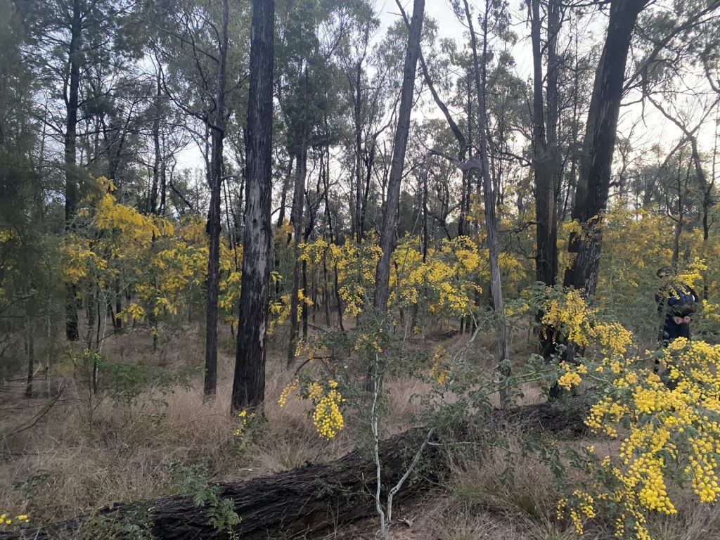 Acacia spectabilis | Australian Plants Society