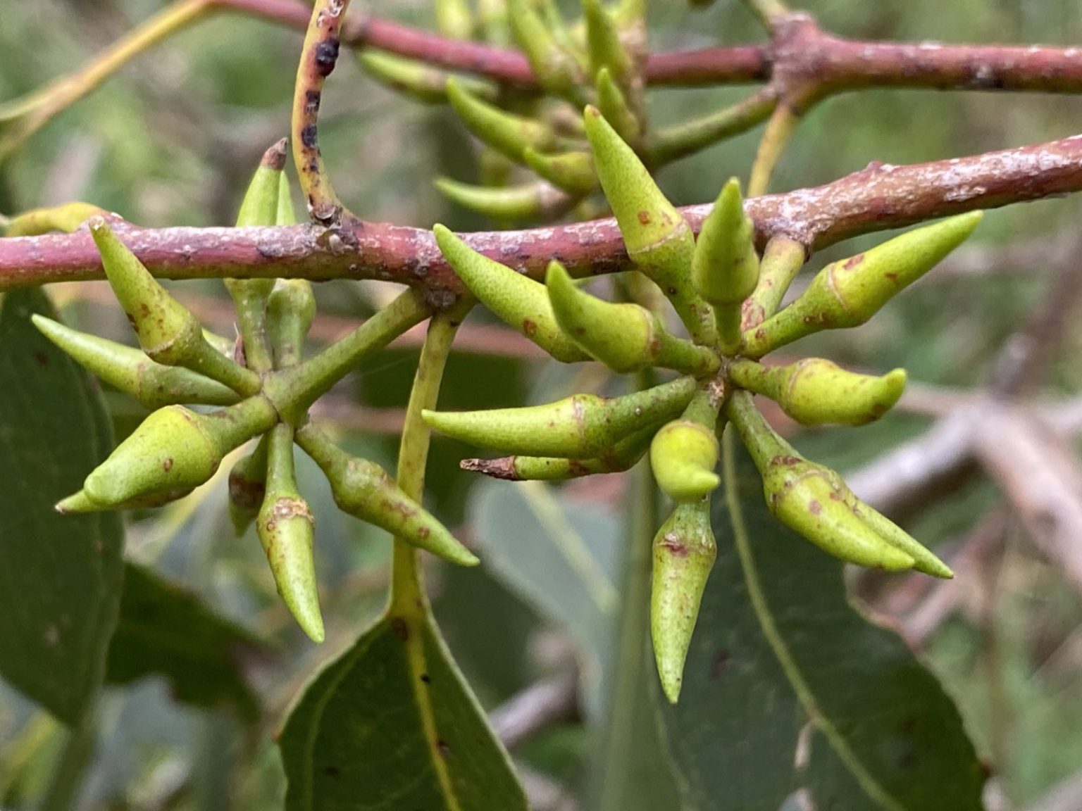 Eucalyptus amplifolia | Australian Plants Society