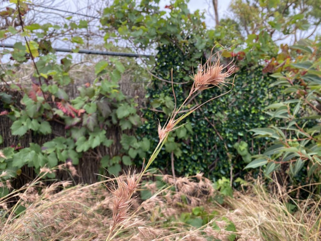 Themeda triandra | Australian Plants Society