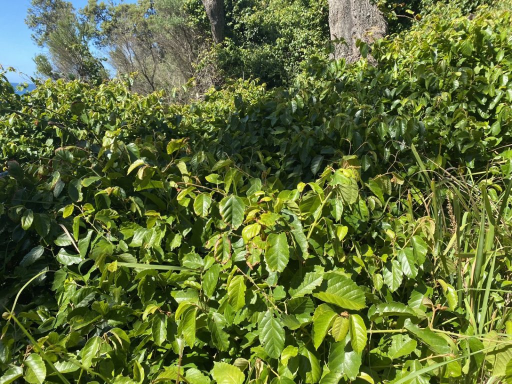 Cissus antarctica | Australian Plants Society