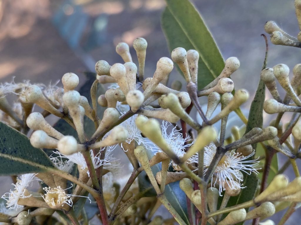 Eucalyptus microcorys | Australian Plants Society