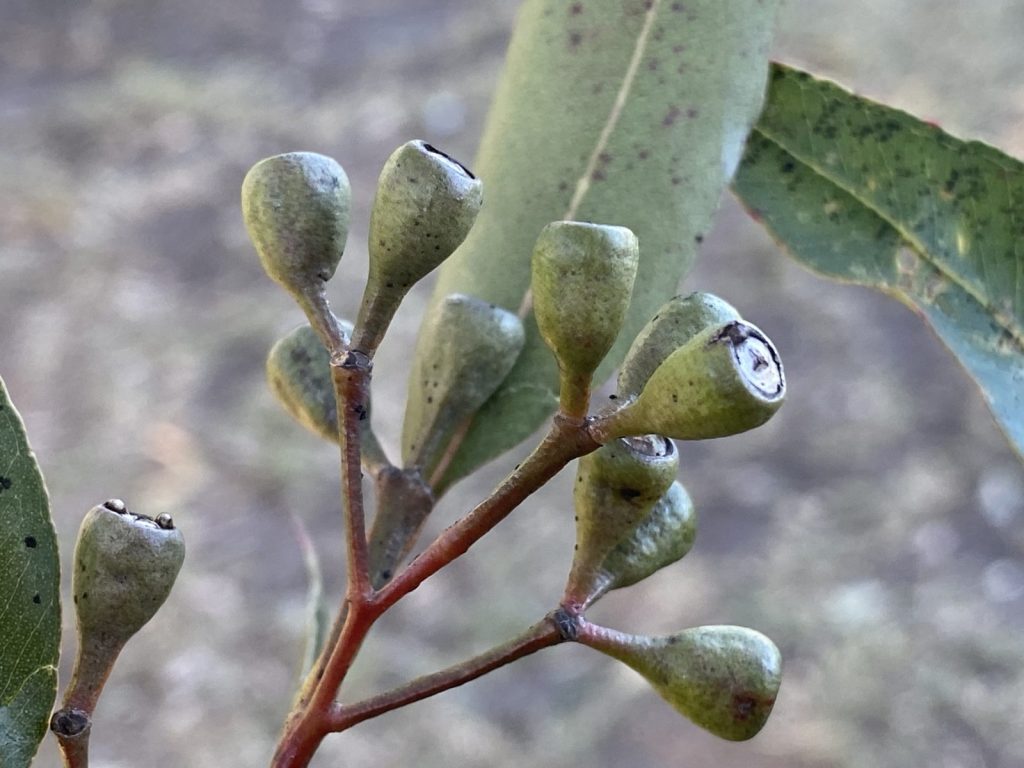Eucalyptus microcorys | Australian Plants Society