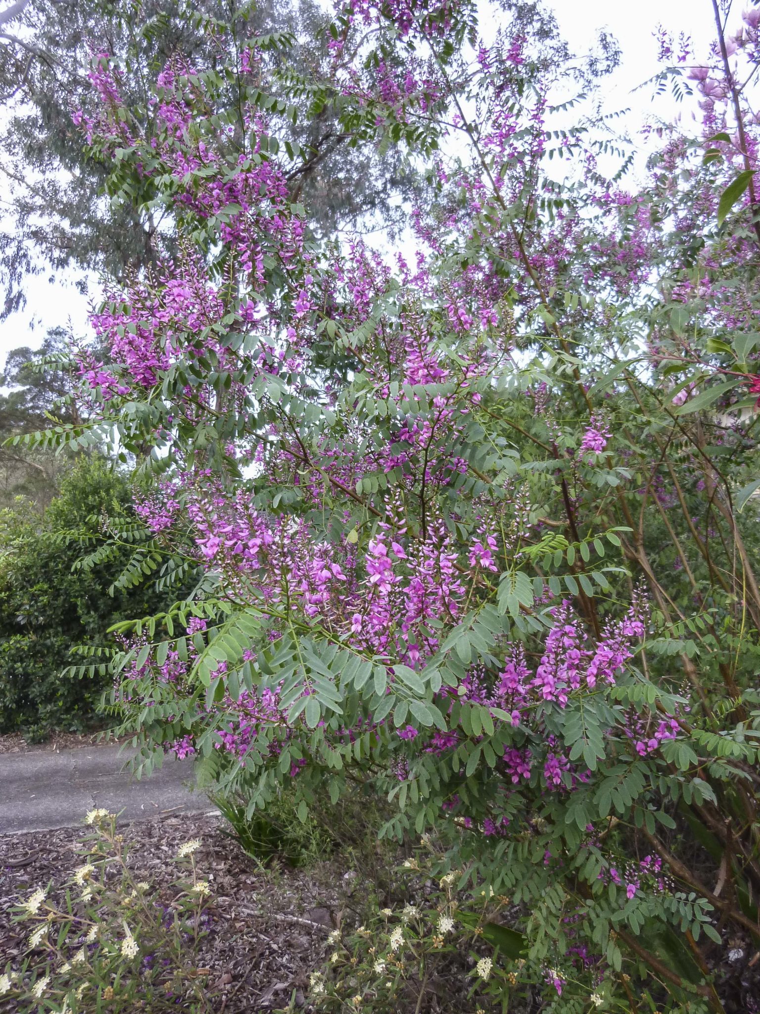 Indigofera australis | Australian Plants Society