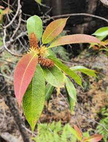 The Woody Pear (Xylomelum pyriforme) | Australian Plants Society