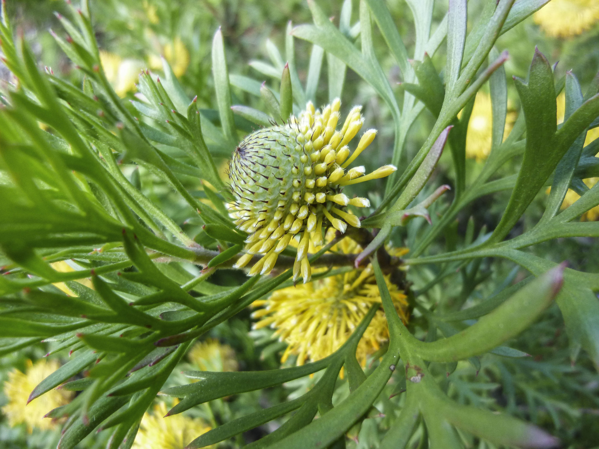 Isopogon anemonifolius | Australian Plants Society