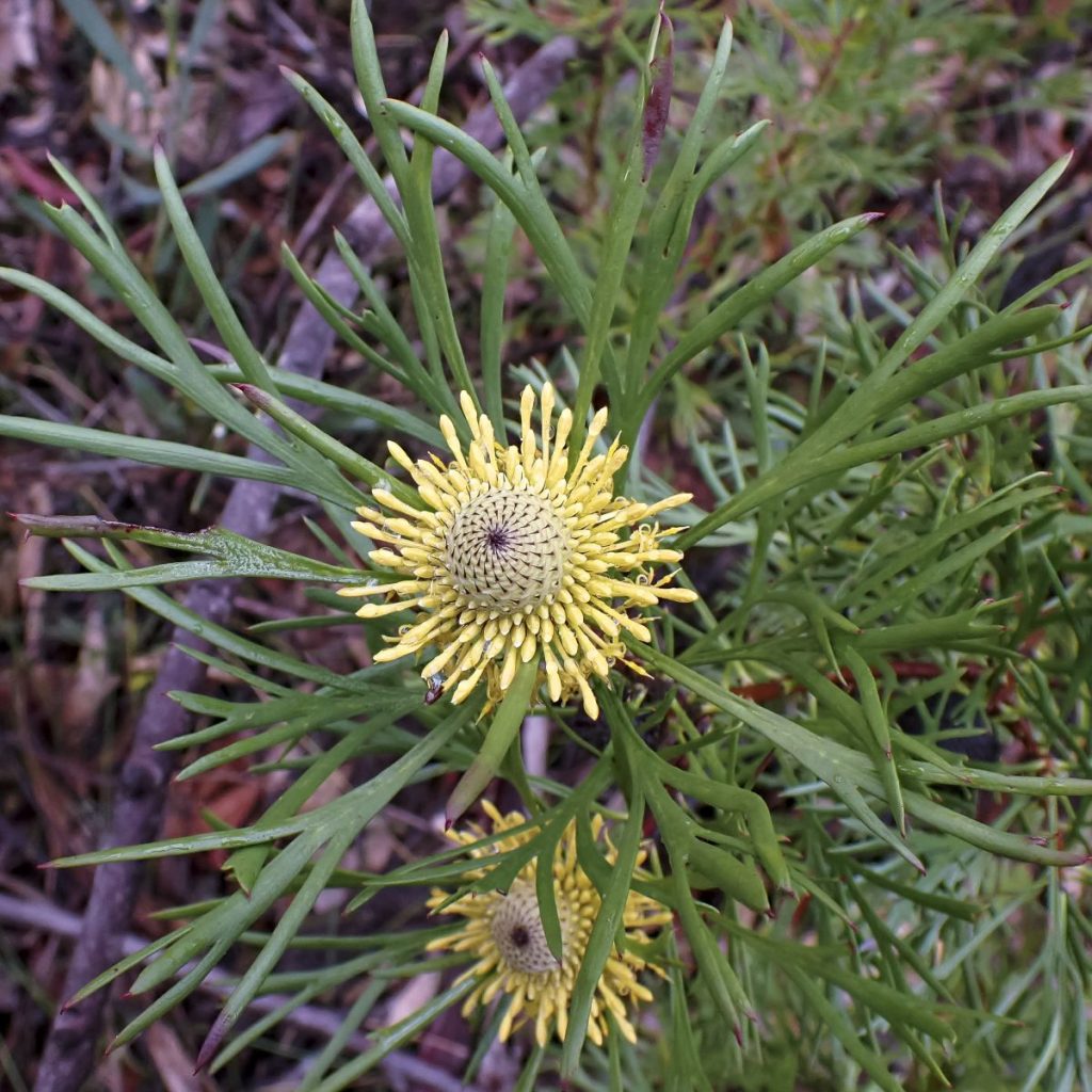 Isopogon anemonifolius | Australian Plants Society