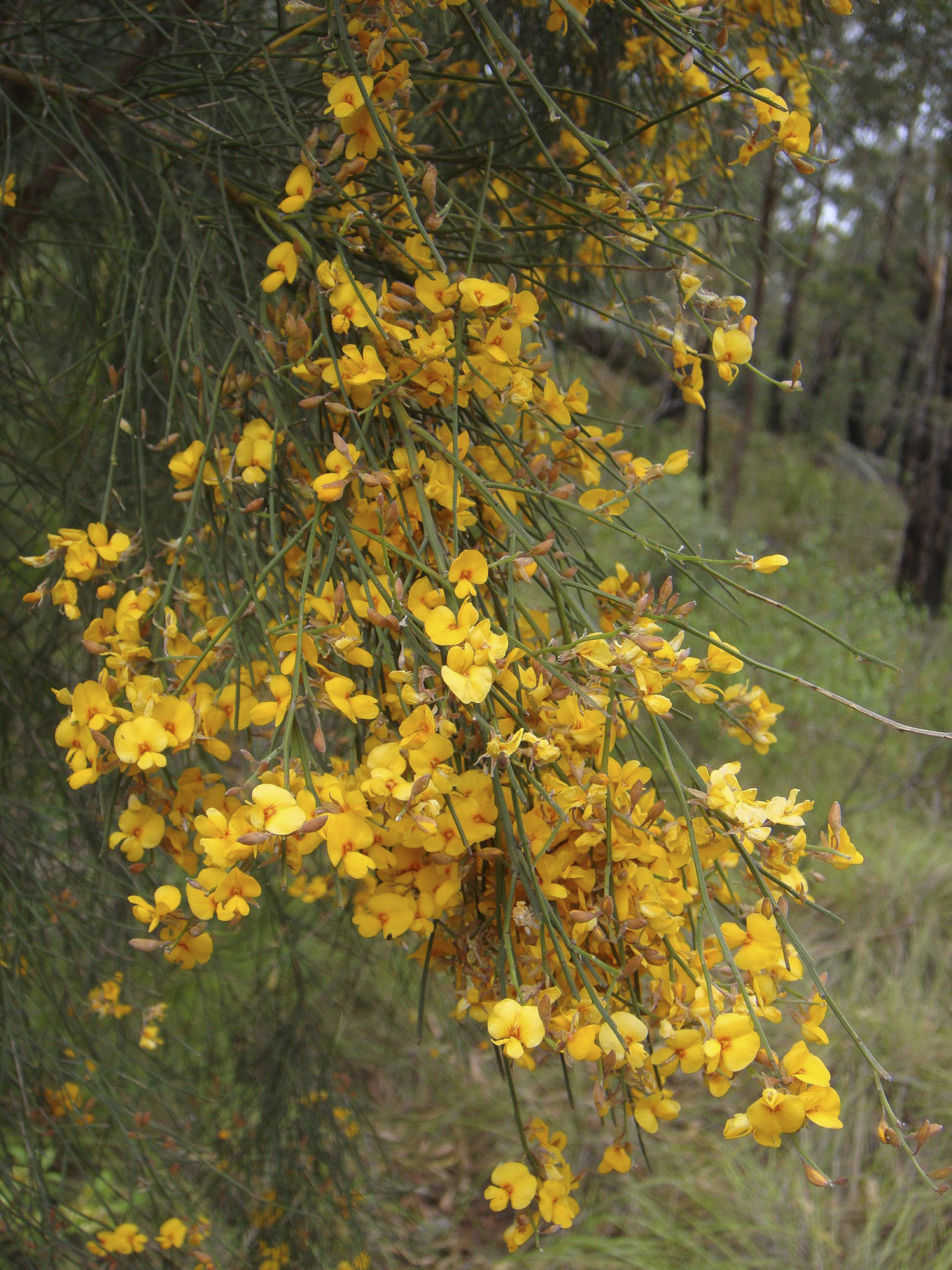 Jacksonia scoparia | Australian Plants Society