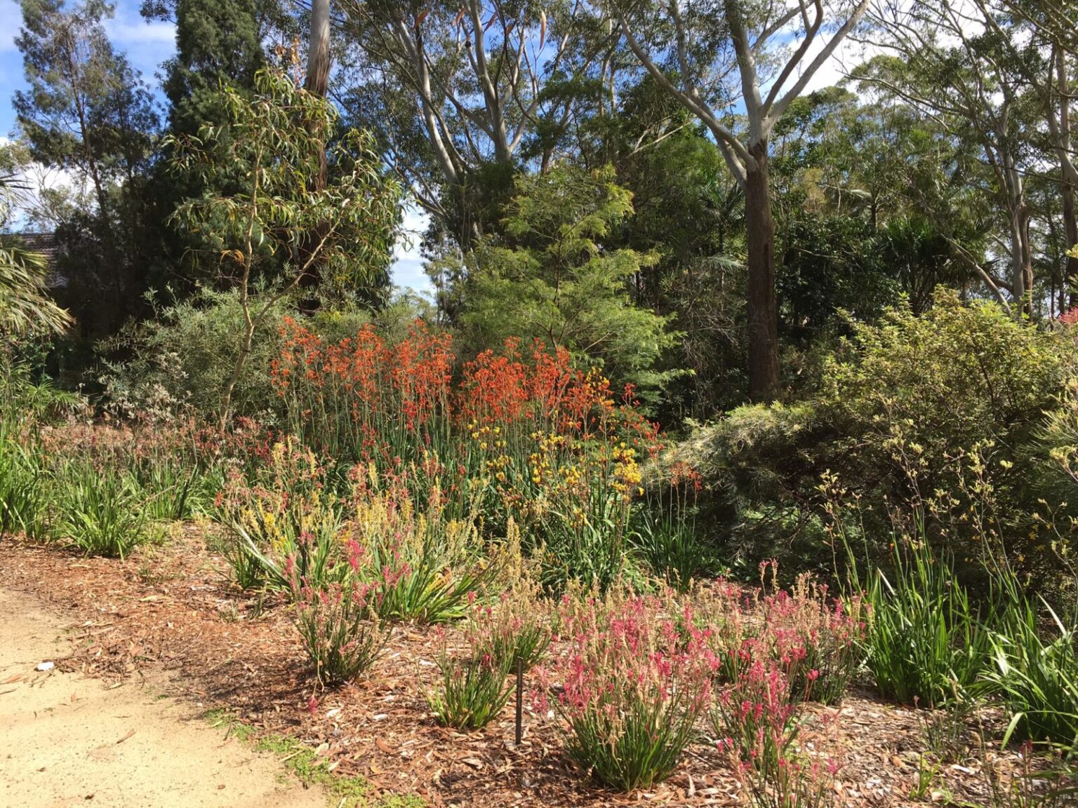 Celebrating 50 years of Joseph Banks Native Plants Reserve | Australian ...