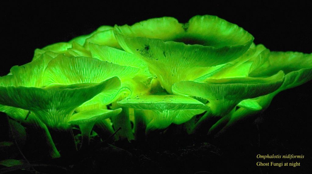 Bioluminescent fungi at the Hunter Region Botanic Gardens | Australian ...