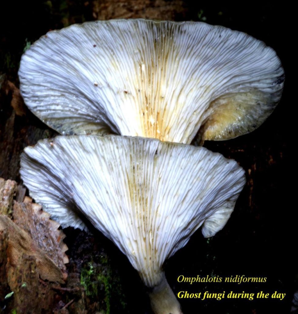 Bioluminescent fungi at the Hunter Region Botanic Gardens | Australian ...