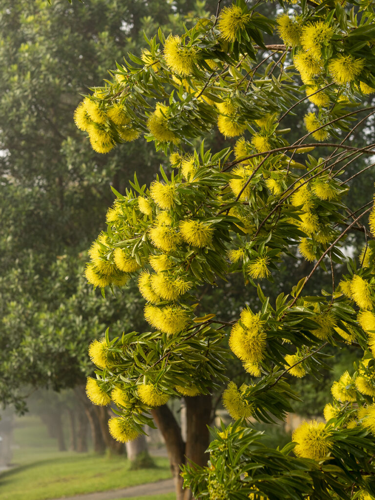 Xanthostemon chrysanthus | Australian Plants Society