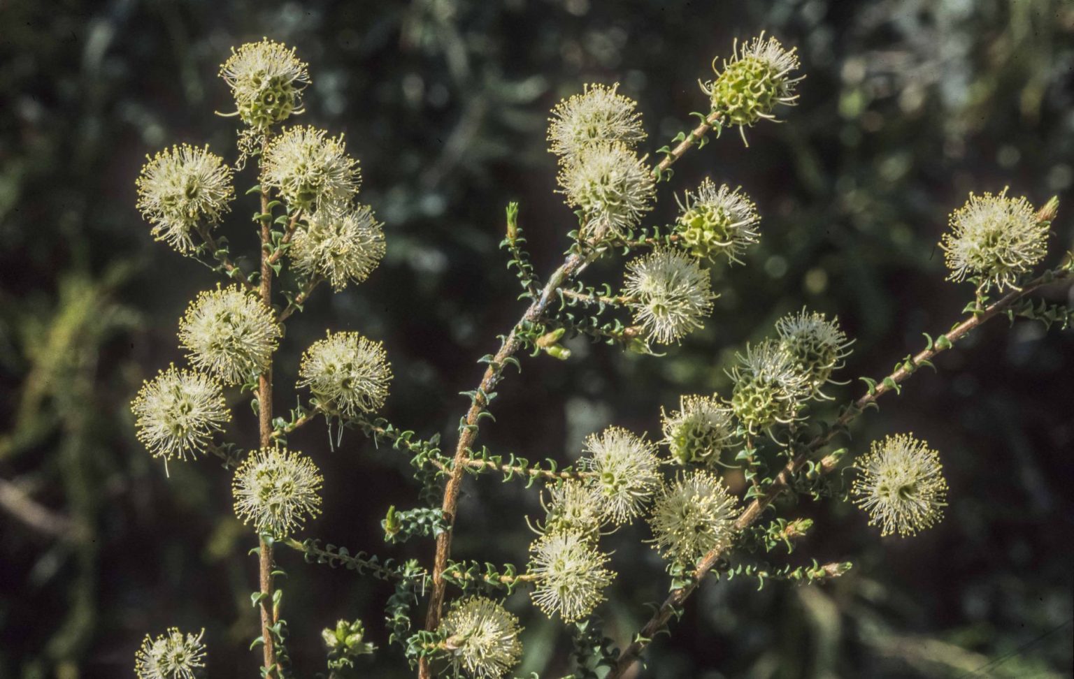 Kunzea aristulata | Australian Plants Society
