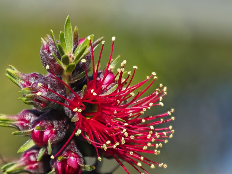 Kunzea baxteri | Australian Plants Society
